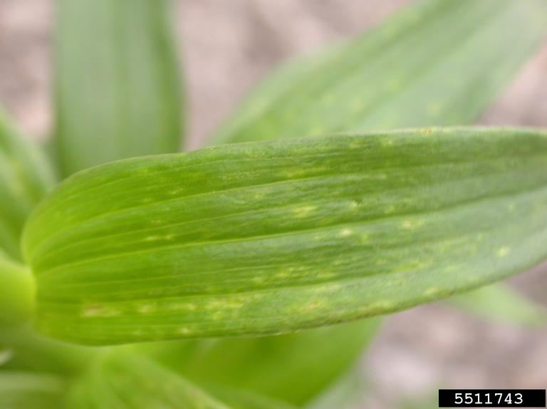 cucumber mosaic virus (CMV) (Cucumovirus CMV ) on Easter lily (Lilium longiflorum ) - 5511743