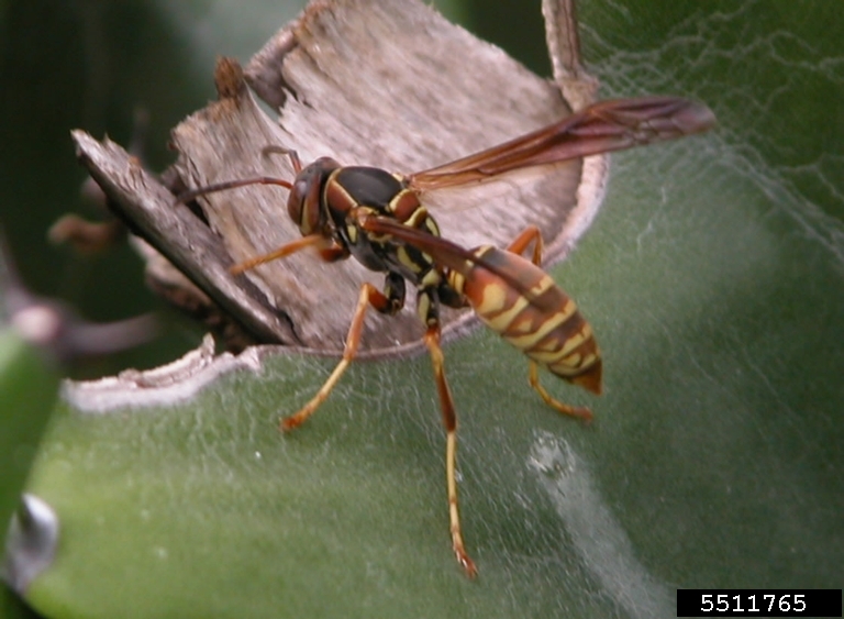 common paper wasp (Polistes exclamans)