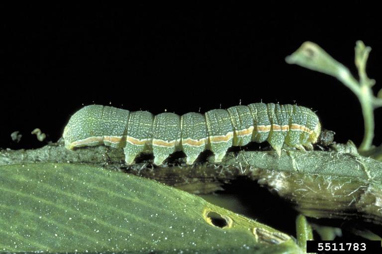 beet armyworm (Spodoptera exigua (Hubner))