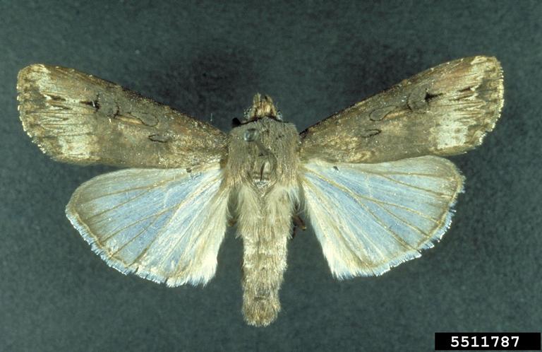black cutworm (Agrotis ipsilon (Hufnagel))