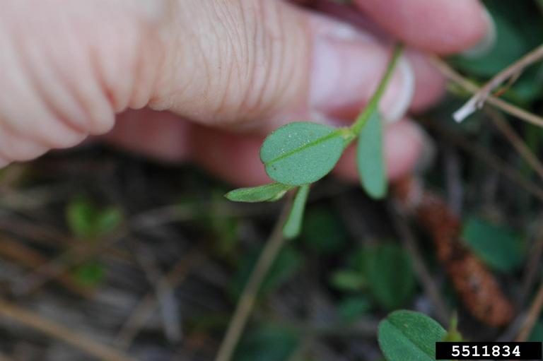 rabbitbells (Crotalaria rotundifolia Walter ex J.F. Gmel.)