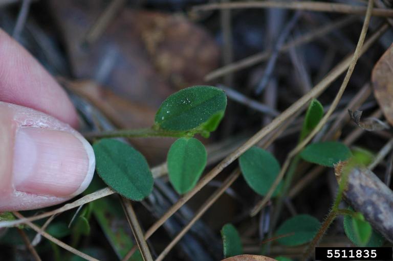 rabbitbells (Crotalaria rotundifolia Walter ex J.F. Gmel.)