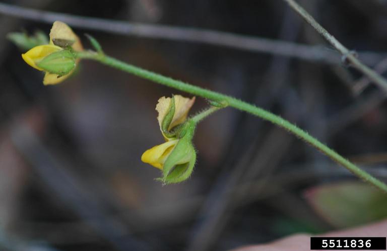 rabbitbells (Crotalaria rotundifolia)