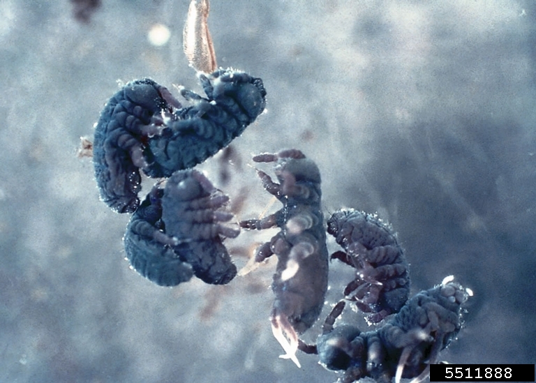 water springtail, Podura aquatica (Collembola: Poduridae) - 5511888