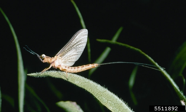 large mayfly (Hexagenia limbata)