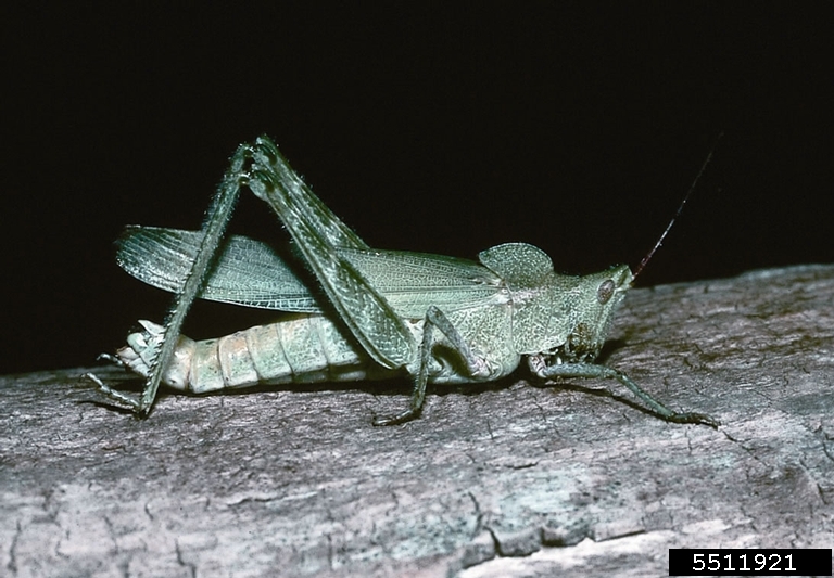 green fool grasshopper (Acrolophitus hirtipes (Say, 1825))