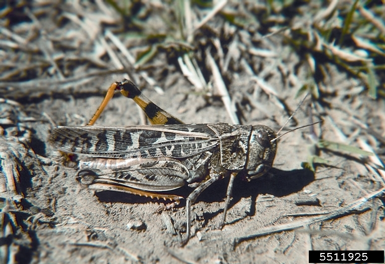 coral-winged grasshopper (Pardalophora apiculata (Harris, 1835))