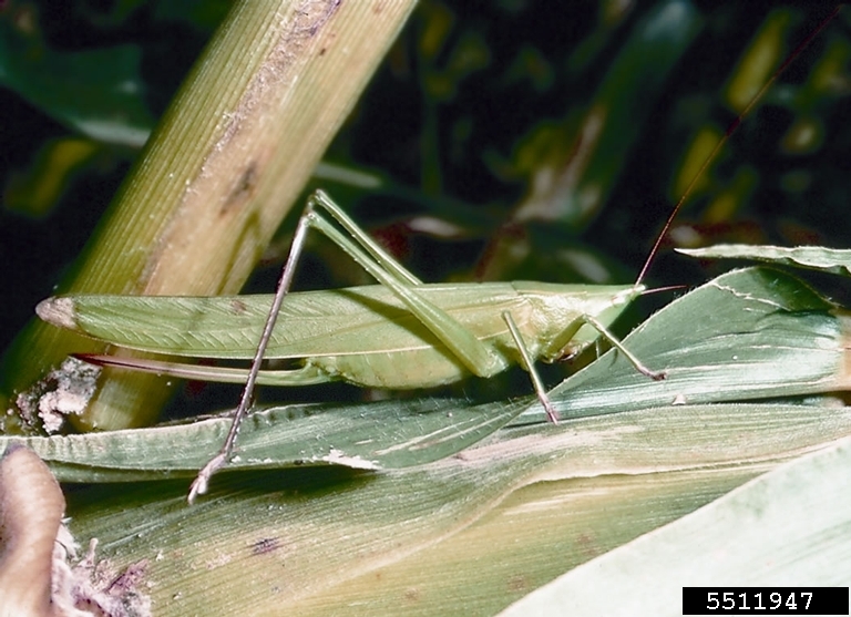 conehead (Genus Neoconocephalus Karny 1907)