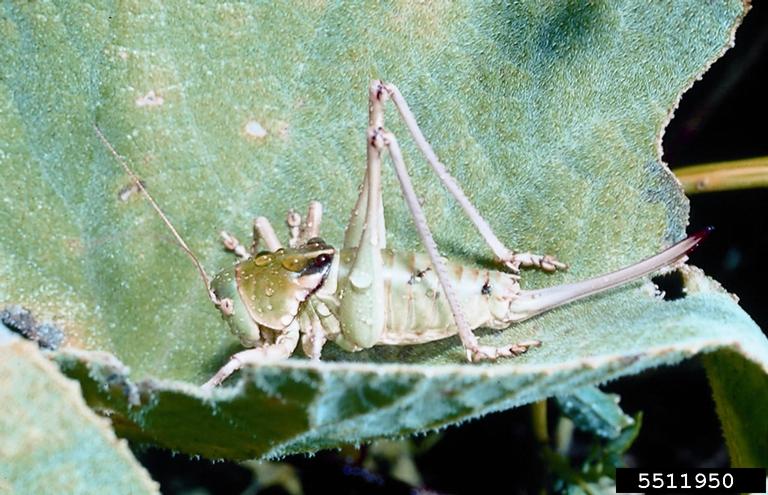 shieldback katydid (Genus Anabrus Haldeman, 1852)