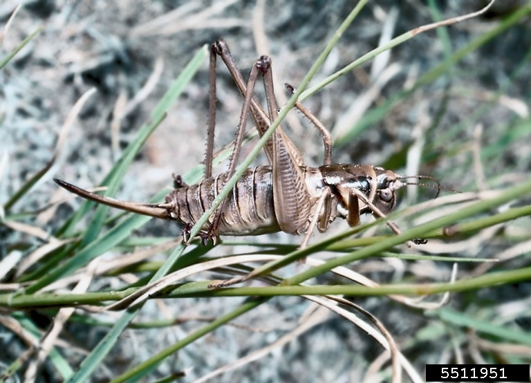 shieldback katydid (Genus Anabrus Haldeman, 1852)