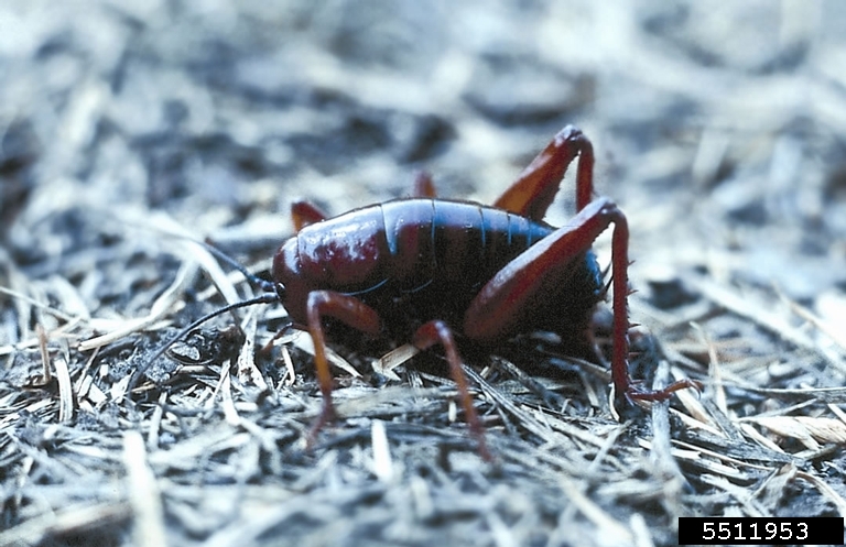 robust camel cricket (Udeopsylla robusta (Haldeman, 1850))
