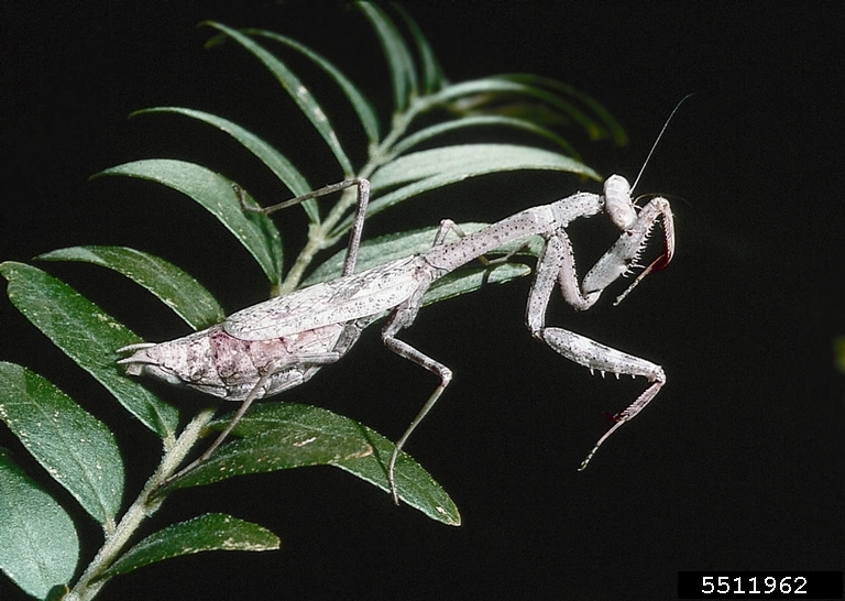 Carolina mantid (Stagmomantis carolina (Johannson 1763))
