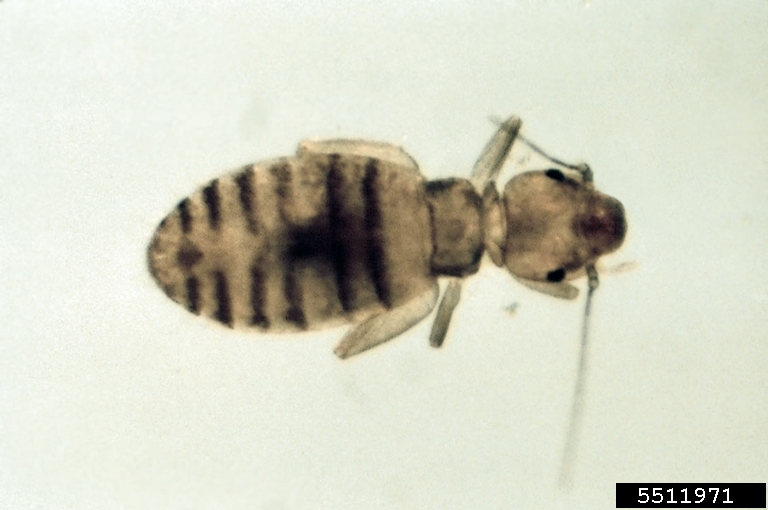 booklouse (Liposcelis corrodens)