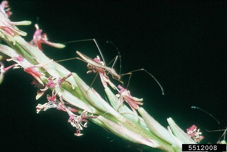 stilt bug (Jalysus spinosus (Say, 1824))