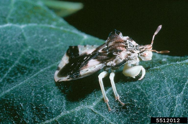 ambush bugs (Genus Phymata Latreille, 1802)