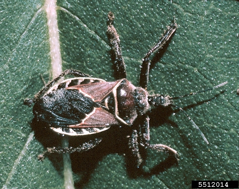 bee assassin bug (Apiomerus spissipes)