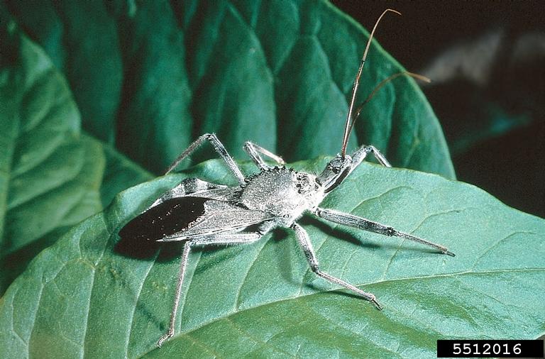wheel bug (Arilus cristatus (Linnaeus))