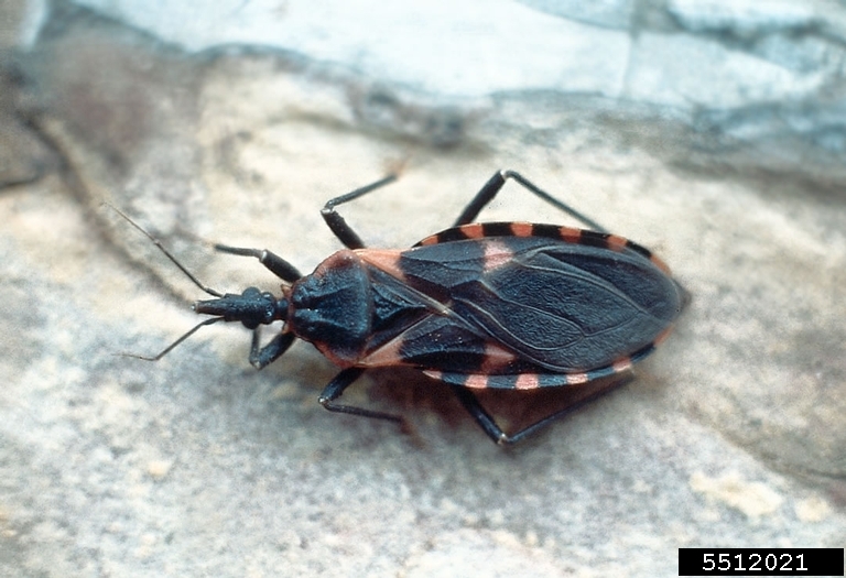bloodsucking conenose (Triatoma sanguisuga (LeConte))
