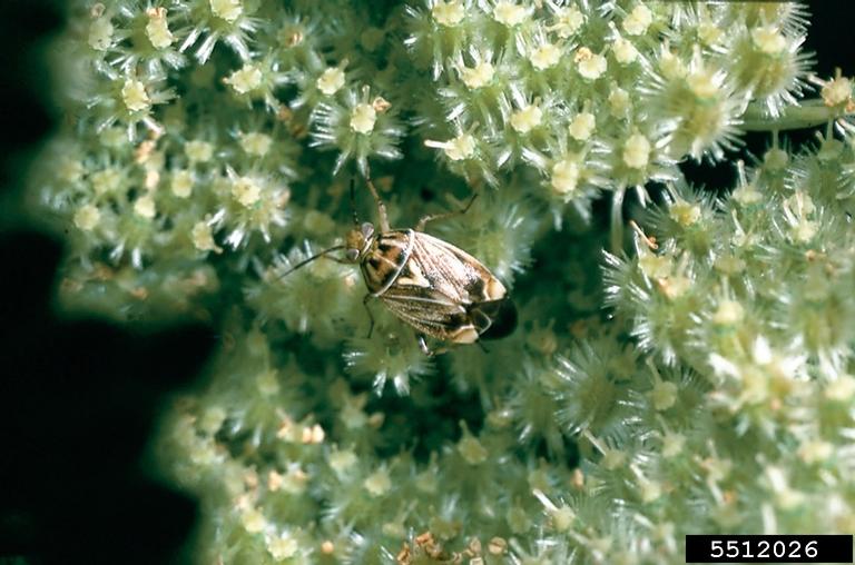 tarnished plant bug (Lygus lineolaris)