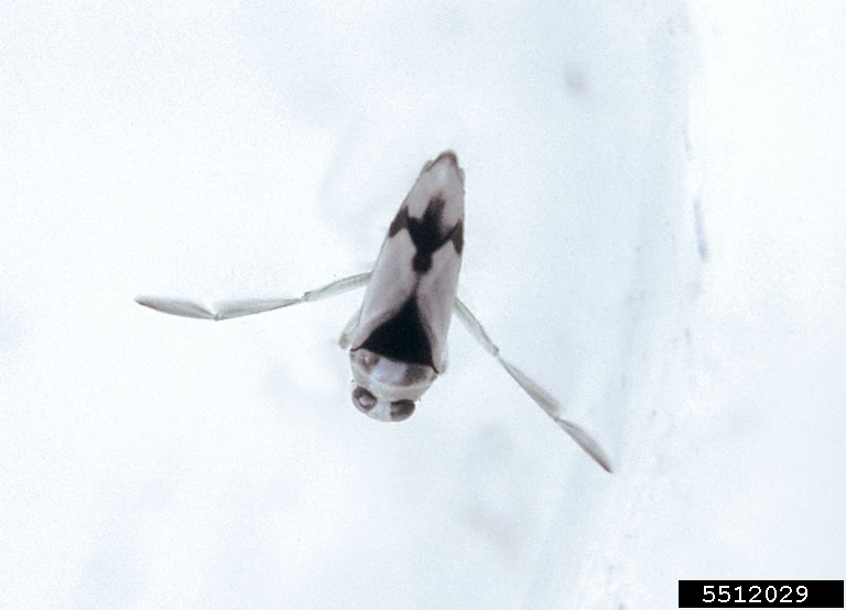 backswimmer (Notonecta undulata Say, 1832)