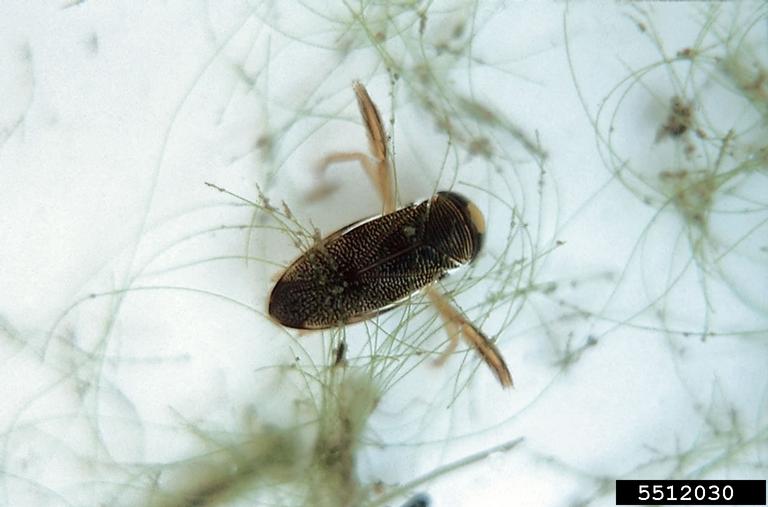 Corixidae Water Boatman