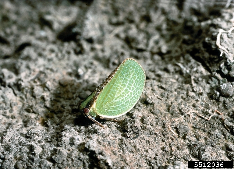 two-striped planthopper (Acanalonia bivittata)