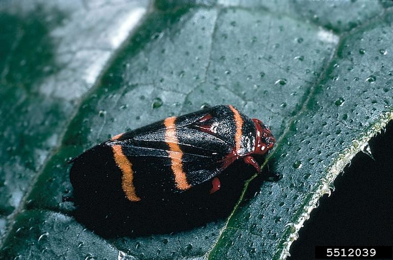 twolined spittlebug (Prosapia bicincta)