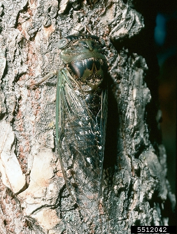annual cicada (Tibicen pruinosa Say, 1825)