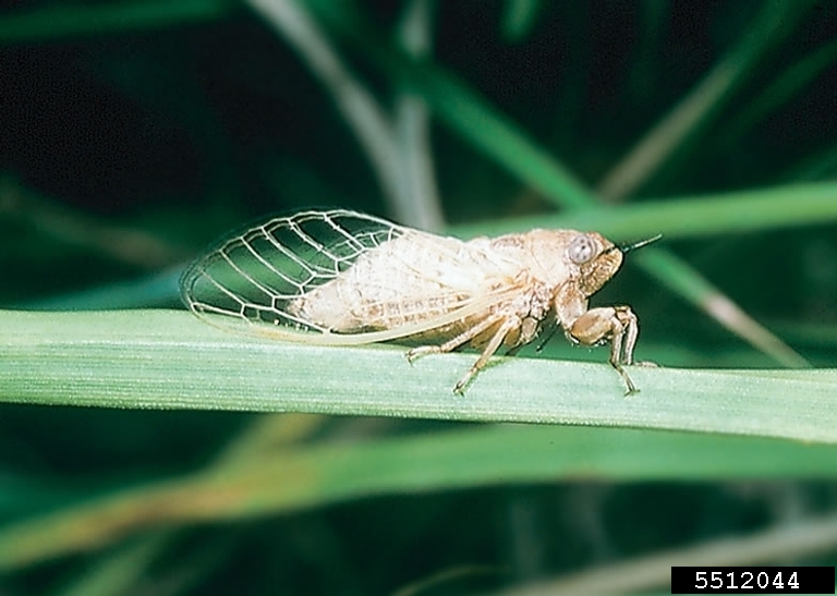 prairie cicada (Melampsalta calliope (Walker, 1850))
