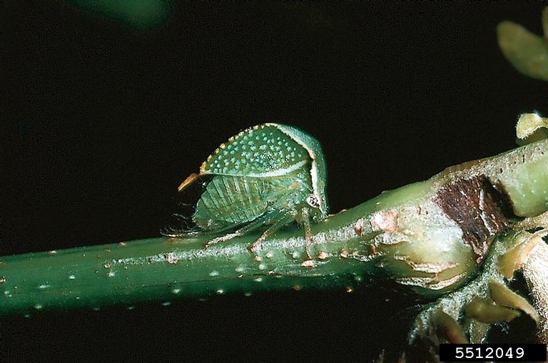buffalo treehopper (Stictocephala bisonia)