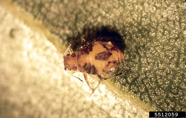 aphids (Genus Chaitophorus)