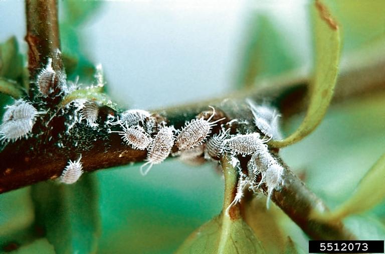 longtailed mealybug (Pseudococcus longispinus (Targioni Tozzetti))