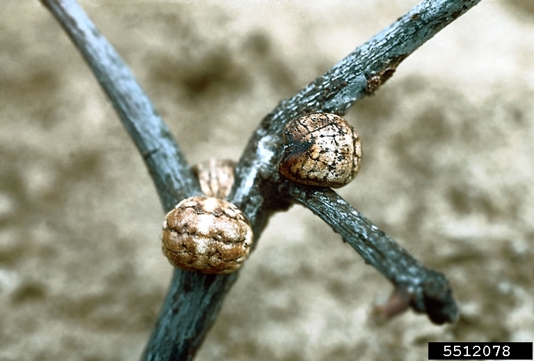 pubescent leaf kermes (Nanokermes pubescens (Bogue, 1898))