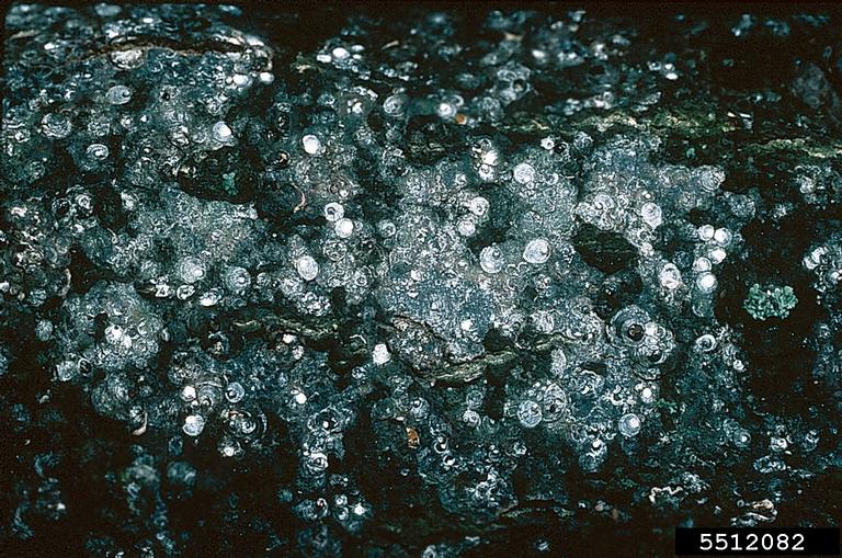 obscure scale (Melanaspis obscura)