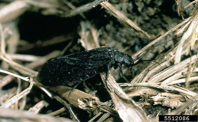 smoky alderfly (Sialis infumata Newman, 1838)