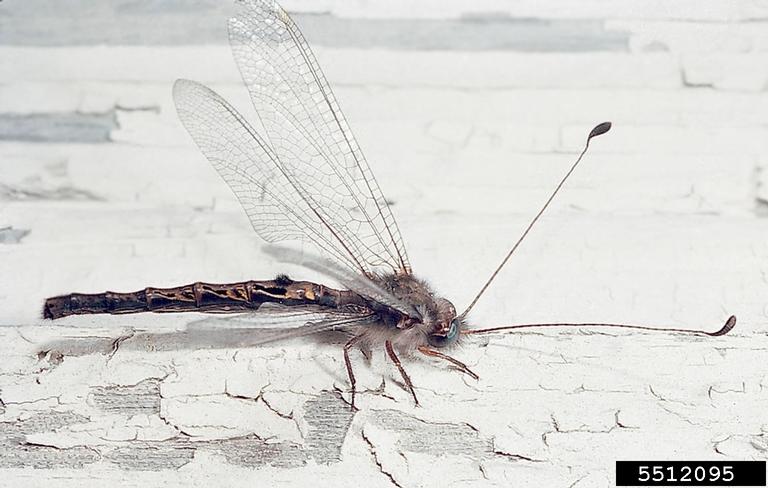 four-spotted owlfly (Ululodes quadripunctatus (Burmeister, 1839))
