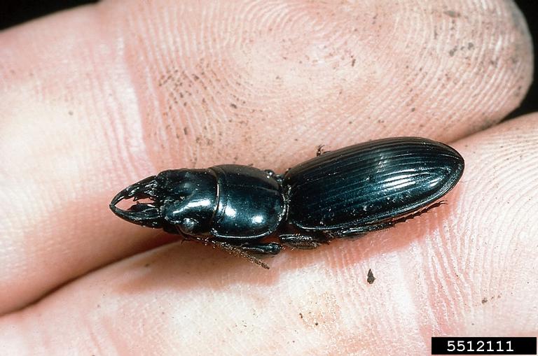 ground beetle (Genus Scarites Fabricius, 1775)