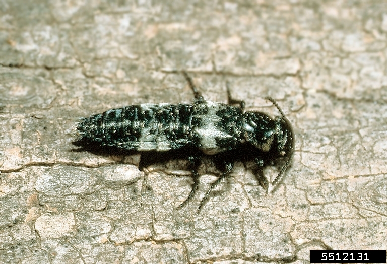 hairy rove beetle (Creophilus maxillosus (Linnaeus, 1758))