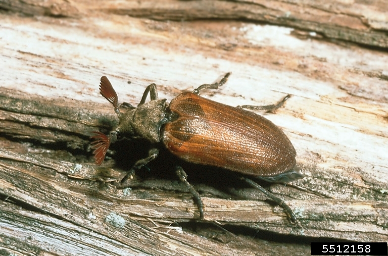 Rhipicerid beetle (Sandalus niger Knoch, 1801)