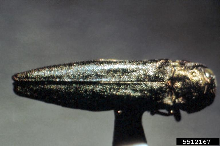 bronze birch borer (Agrilus anxius)