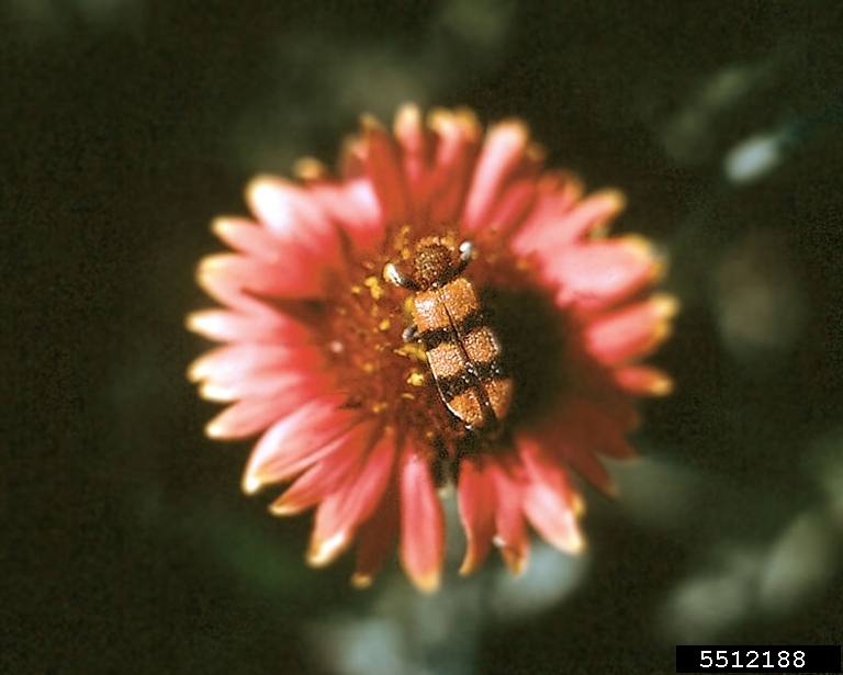 checkered beetle (Trichodes bibalteatus LeConte, 1858)