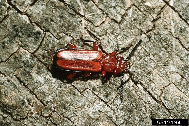 flat bark beetle (Cucujus clavipes Fabricius, 1781)