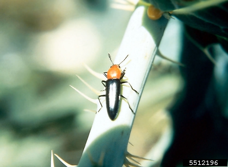 clover stem borer (Languria mozardi Latreille, 1807)