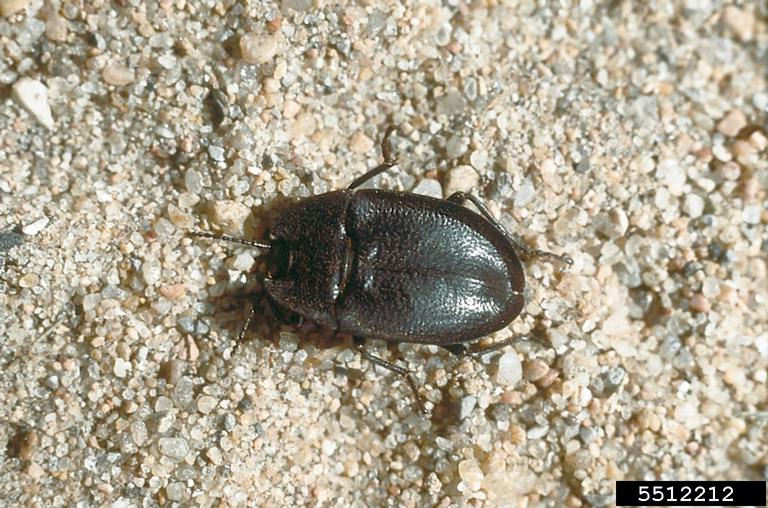 scalloped false wireworm beetle (Embaphion muricata (Say, 1824))