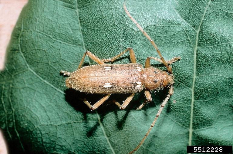 Ivory-marked beetle (Eburia quadrigeminata (Say, 1826))