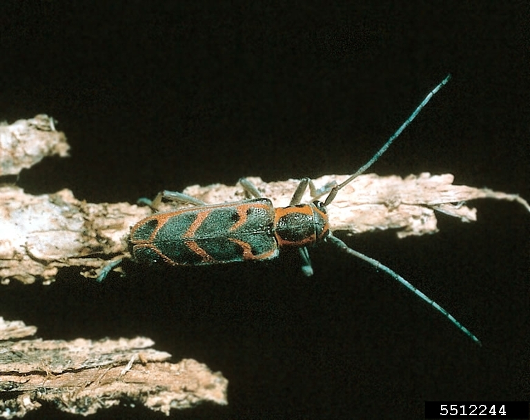 elm borer (Saperda tridentata Olivier, 1795)