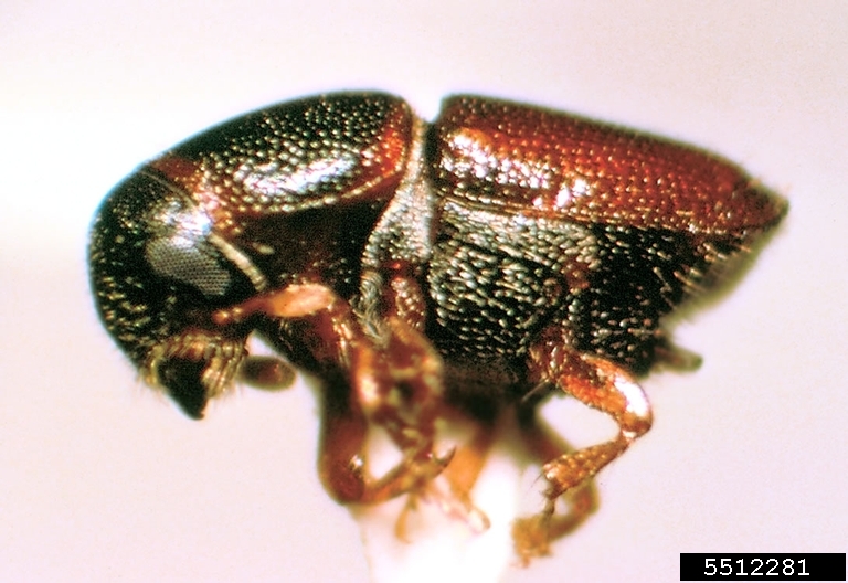 European elm bark beetle, smaller European elm bark beetle (Scolytus ...