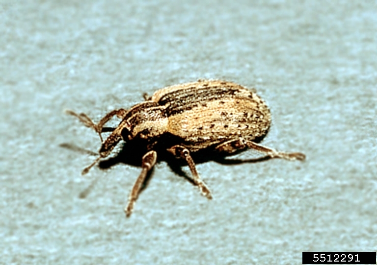 alfalfa weevil (Hypera postica)