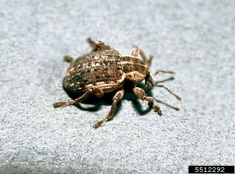 clover leaf weevil (Hypera punctata)