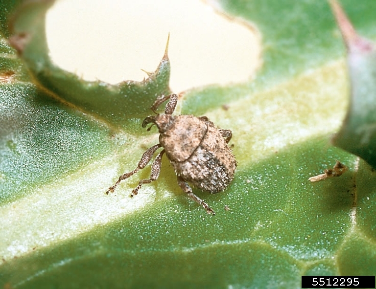 thistle crown weevil (Trichosirocalus horridus (Panzer, 1801))